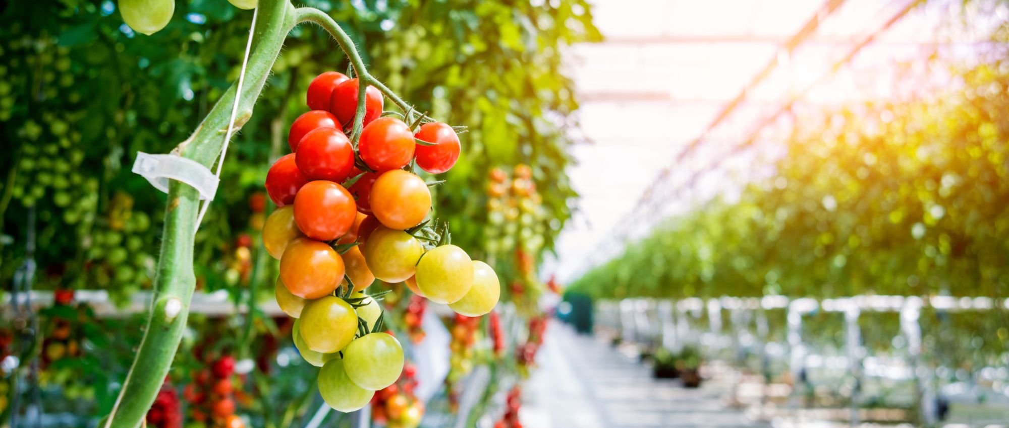 How To Grow Juicy Tomatoes In a Greenhouse? – Garten Dream