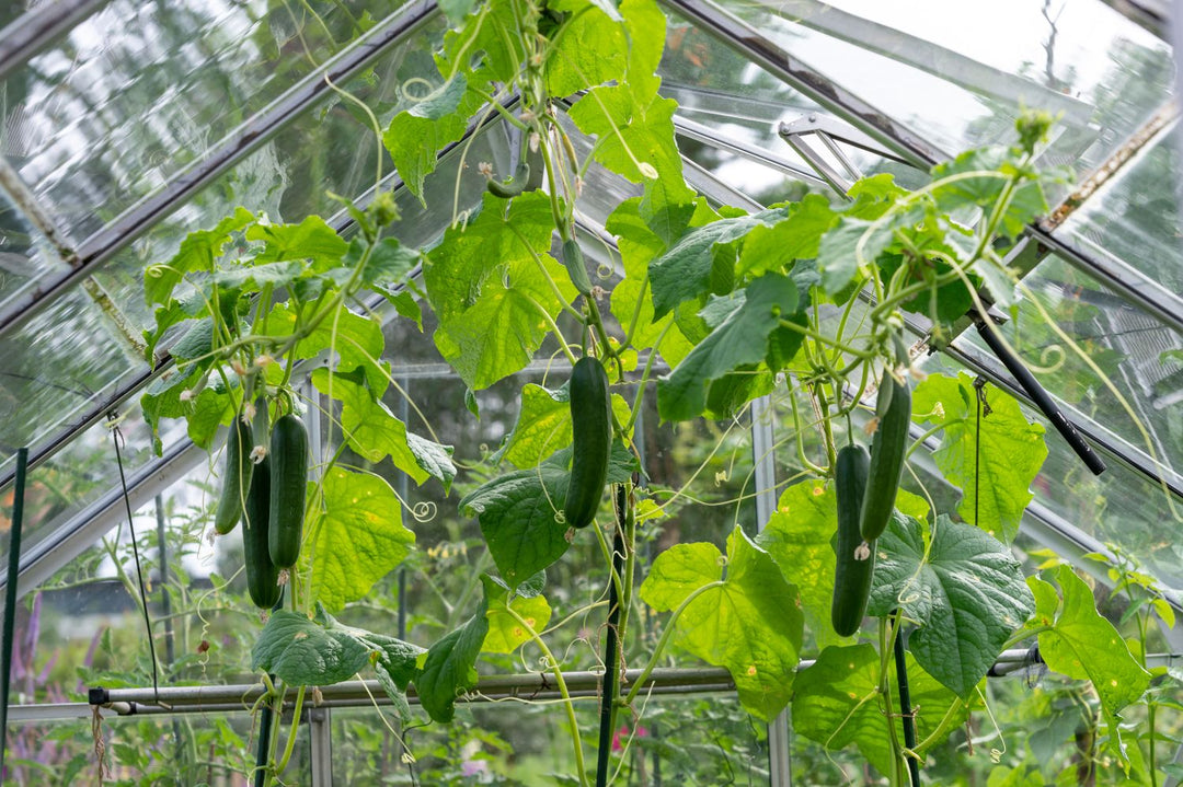 YOUR GUIDE TO GROWING CUCUMBERS IN A GREENHOUSE – Garten-Dream